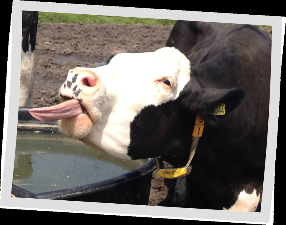 Boer zoekt koe-spel. Een uniek groepsuitje op de boerderij ...