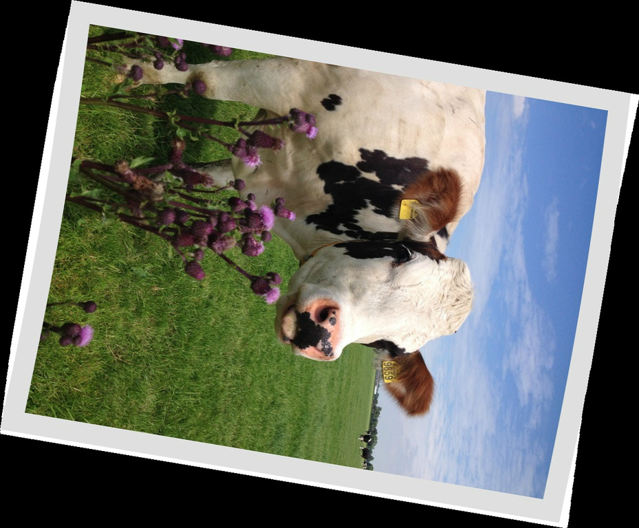 Boer zoekt koe-spel. Een uniek groepsuitje op de boerderij ...
